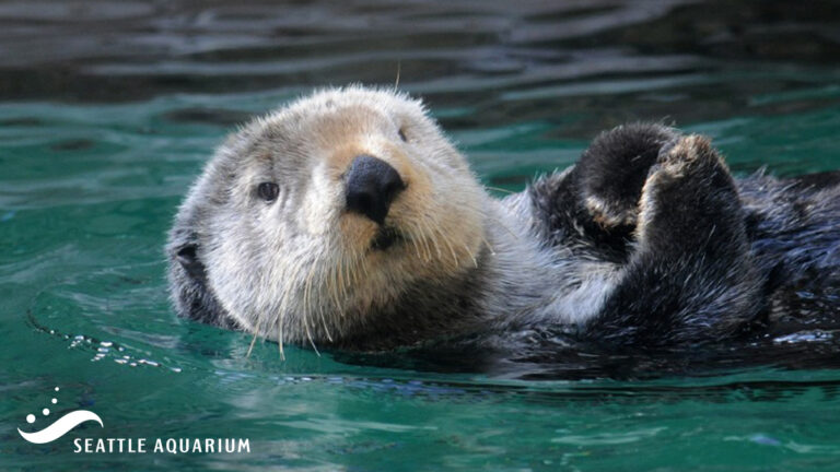 HOME - Seattle Museum Month
