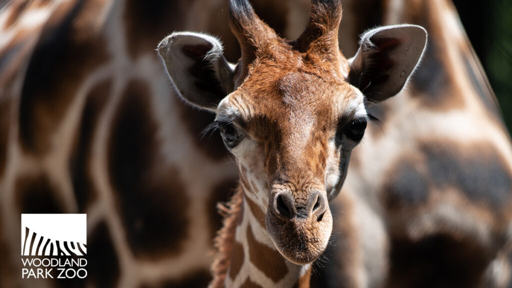 HOME - Seattle Museum Month